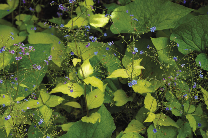 Guide to Growing Brunnera - Fine Gardening