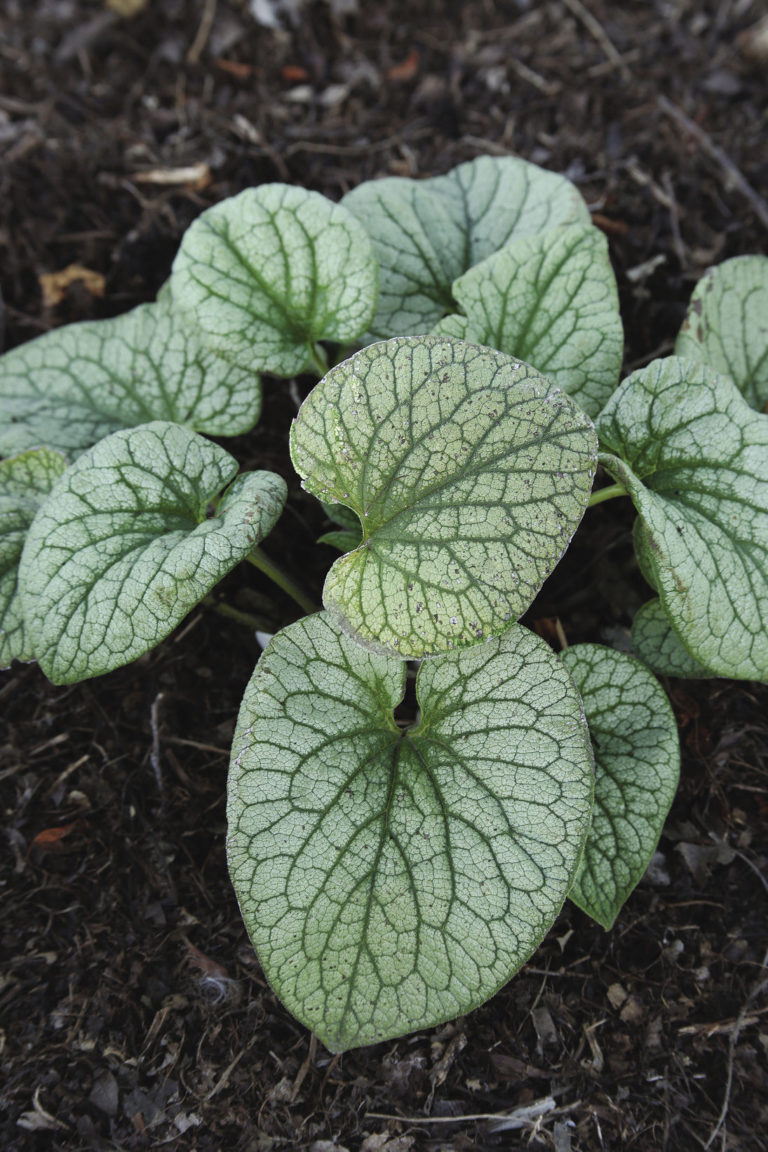 Guide to Growing Brunnera - Fine Gardening