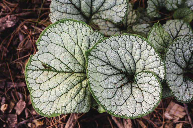 Guide to Growing Brunnera - Fine Gardening