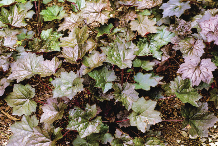 The Best Plants, Only Better - Fine Gardening