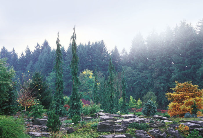 Exciting Vertical Plants That Pack a Punch - Fine Gardening