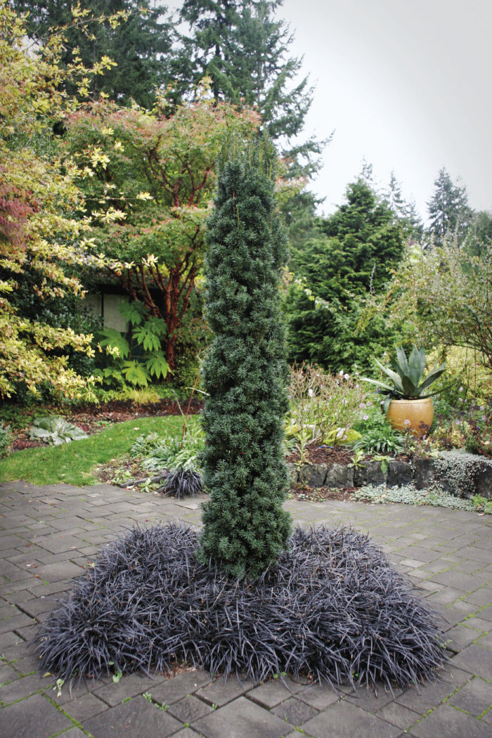 Exciting Vertical Plants That Pack a Punch - Fine Gardening