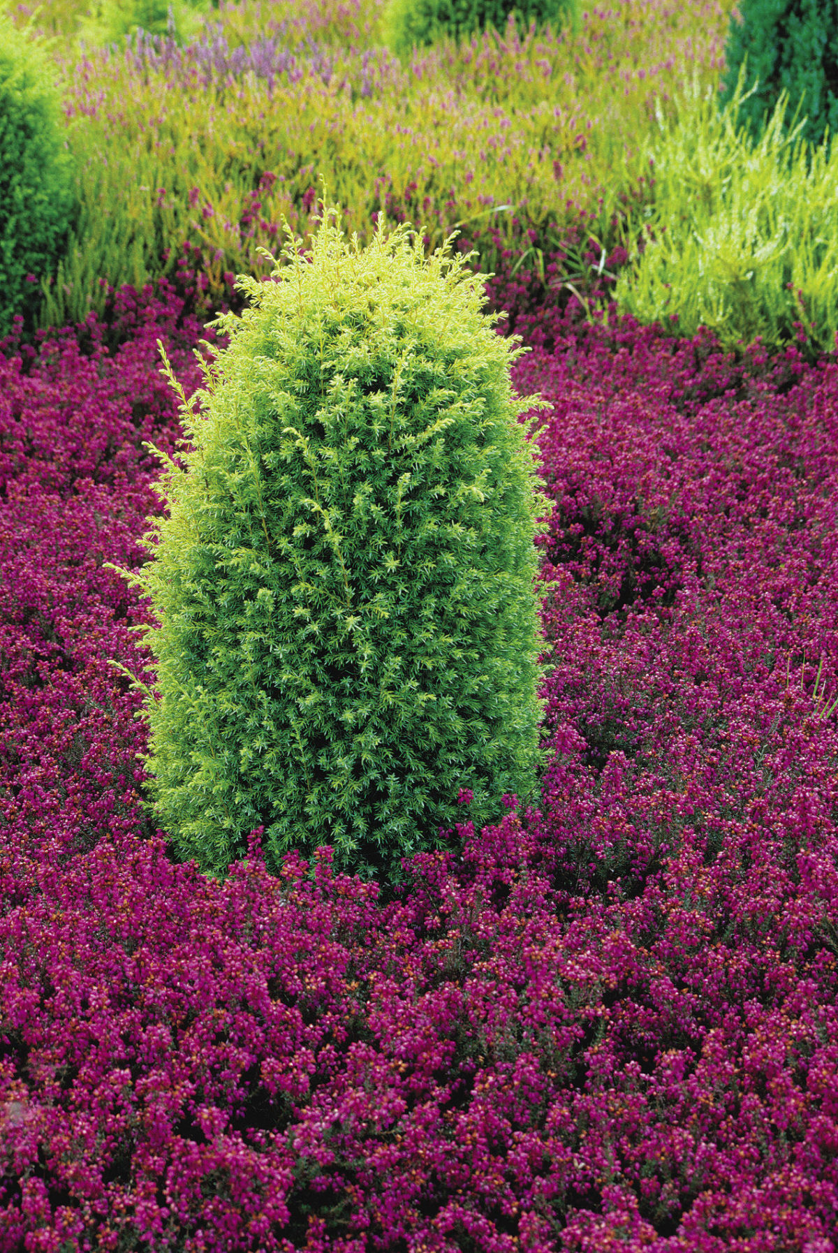 Exciting Vertical Plants That Pack a Punch - Fine Gardening