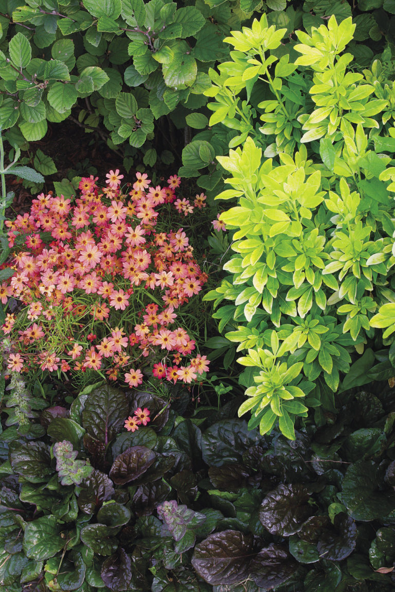 Peach Goes With Everything - Fine Gardening