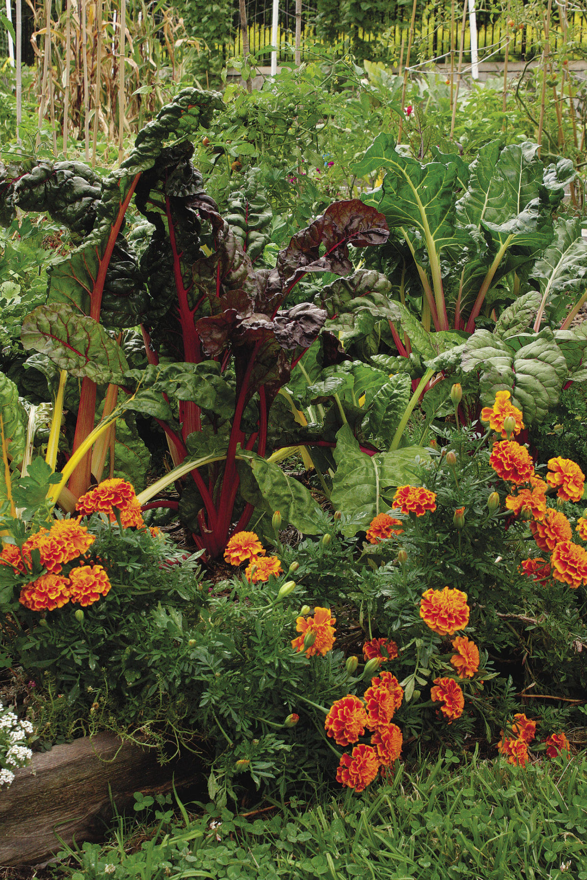 10 Foolproof Veggies Anyone Can Grow - Fine Gardening