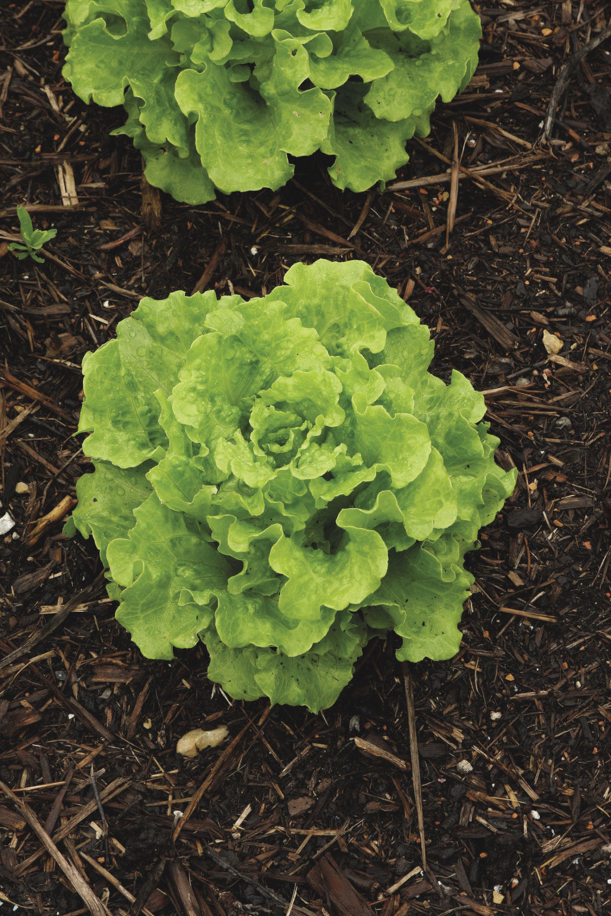 10 Foolproof Veggies Anyone Can Grow - Fine Gardening
