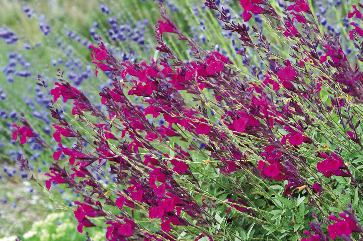 Regional Picks: Uncommon & Unfussy Plants - Mountain West - Fine Gardening