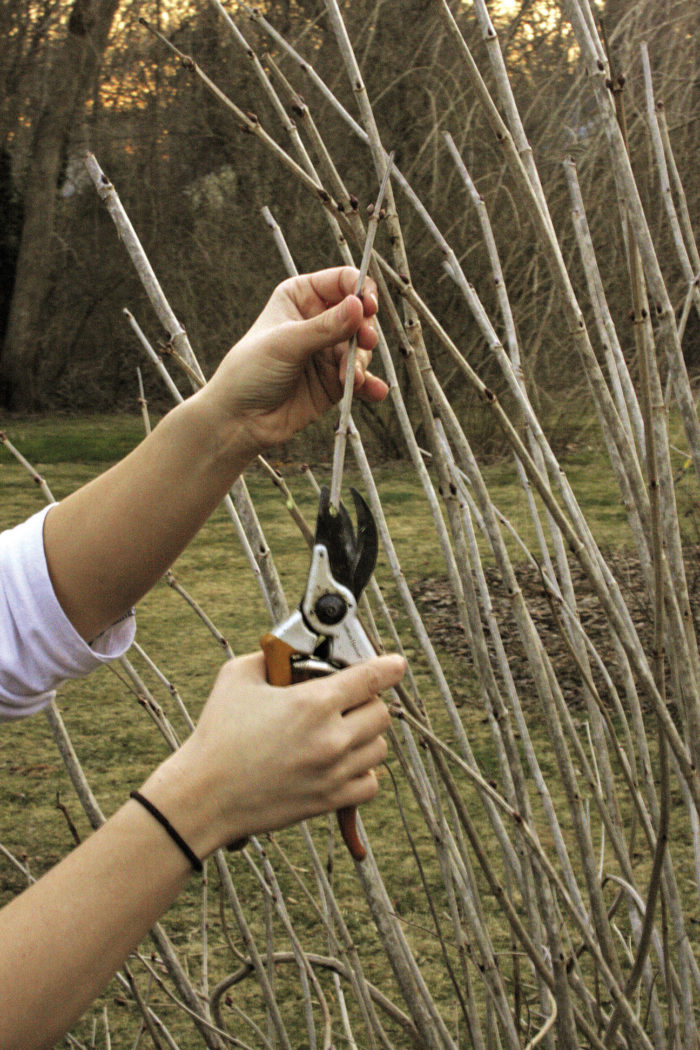 Hardwood Cuttings Made Easy - Fine Gardening