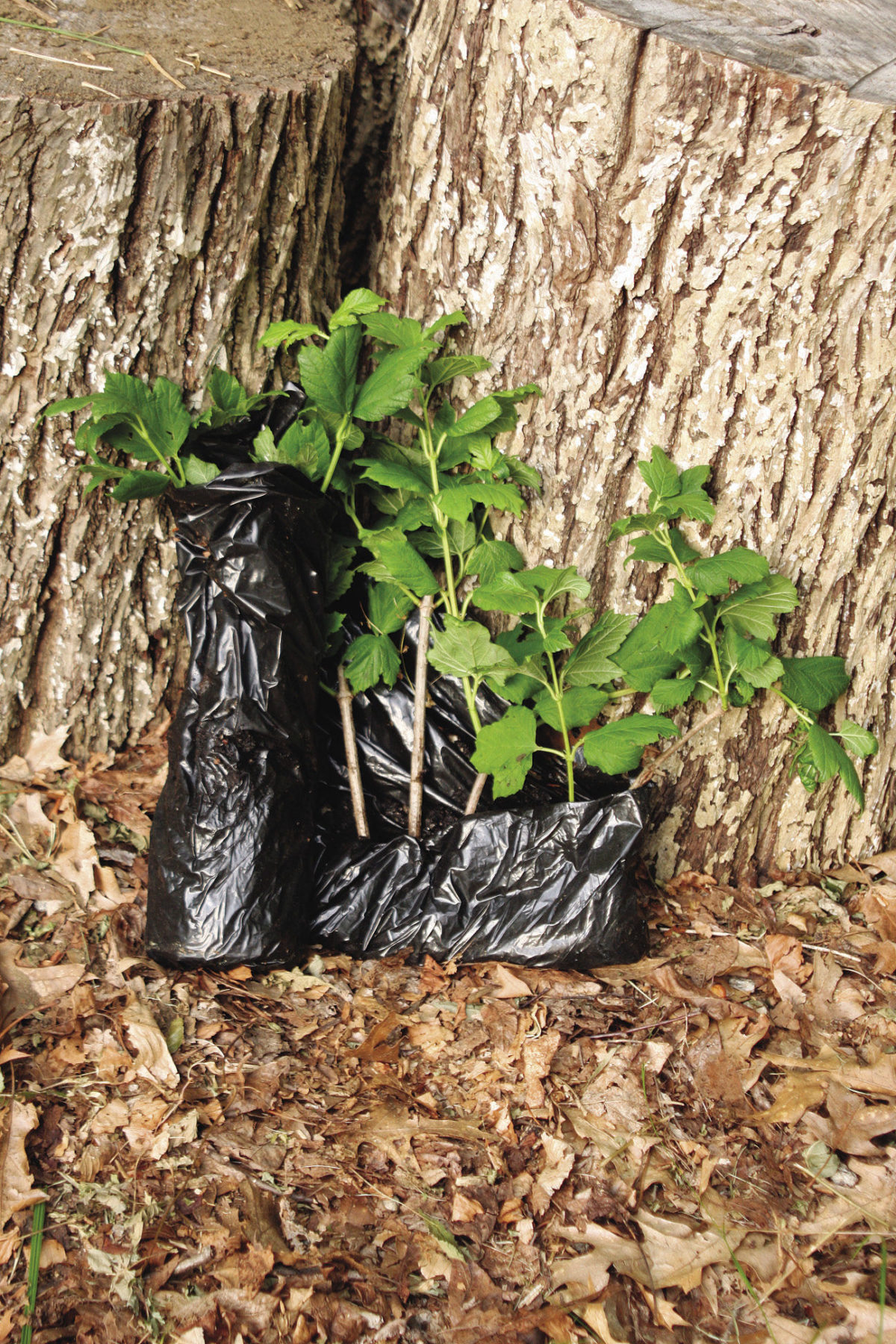 Hardwood Cuttings Made Easy - Fine Gardening