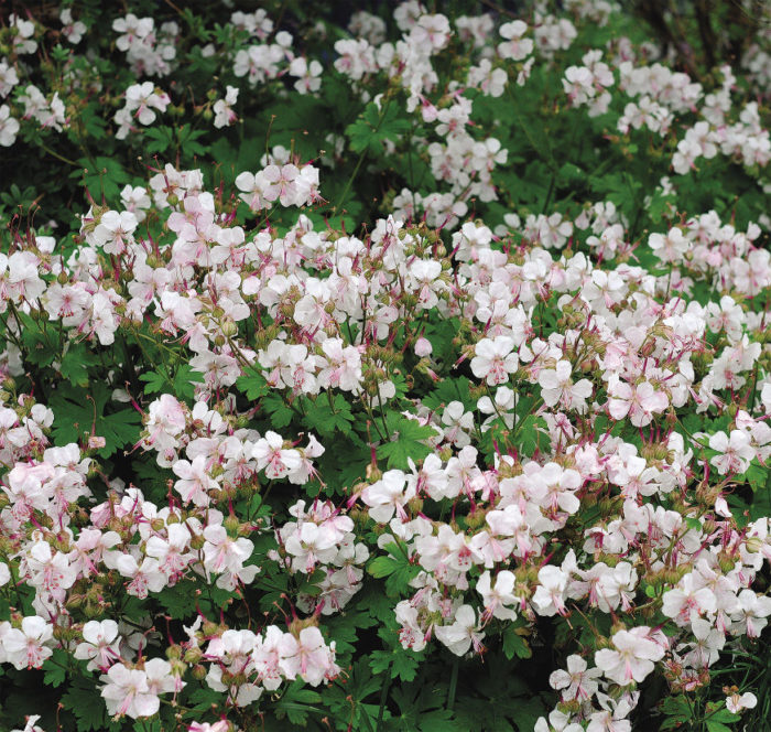 Plants That Can Weather Winter’s Worst - Fine Gardening