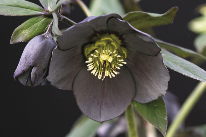 Regional Picks: Color in the Shade - Northwest - Fine Gardening