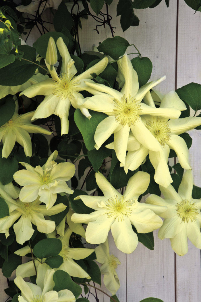 The Best Big Blooming Clematis - Fine Gardening