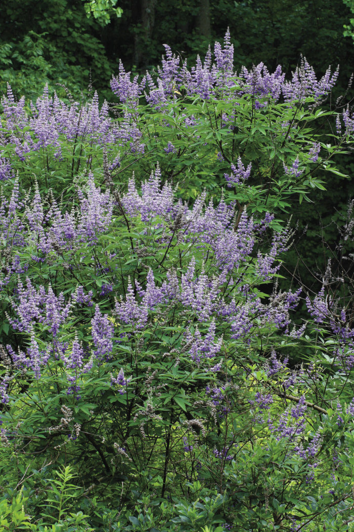 The Path to Yearlong Fragrance - Fine Gardening