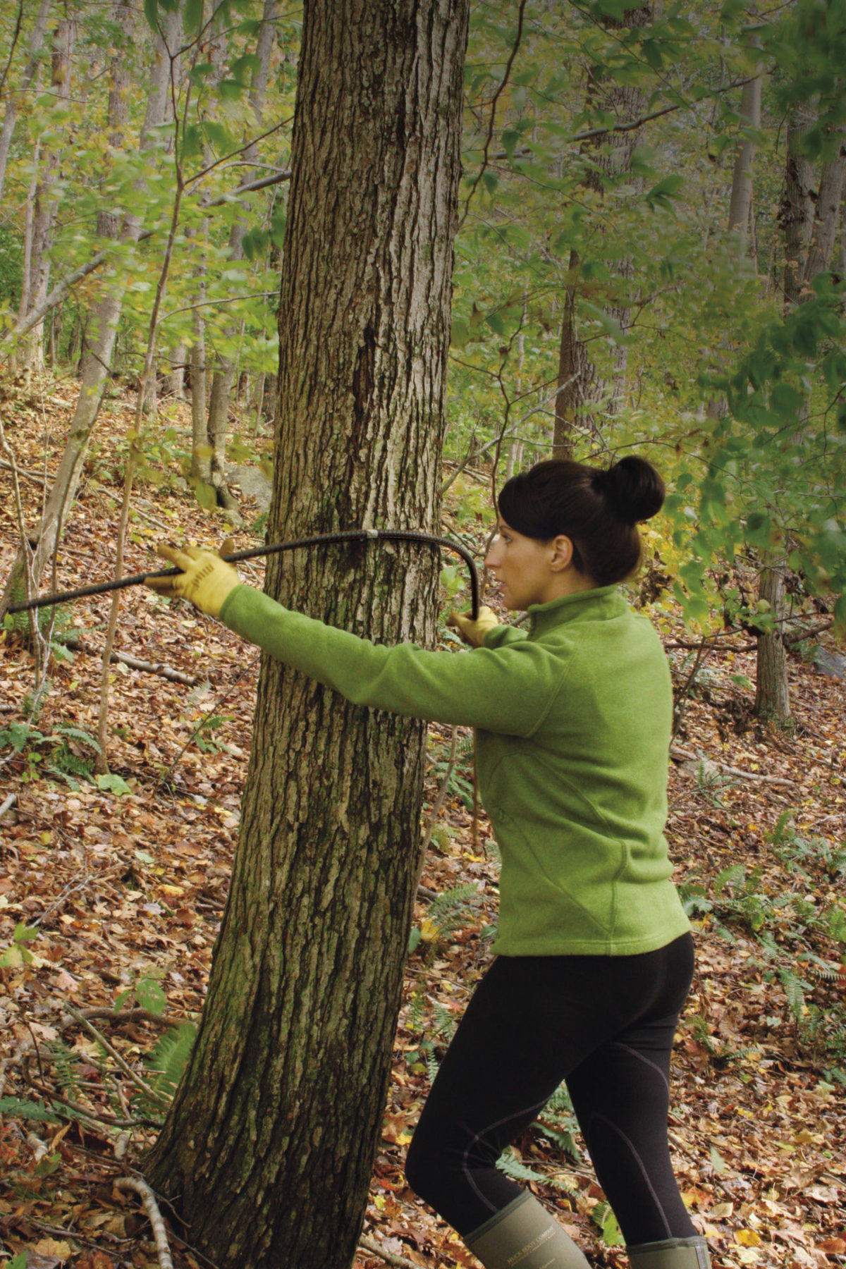 Build a Rebar Arbor - Fine Gardening