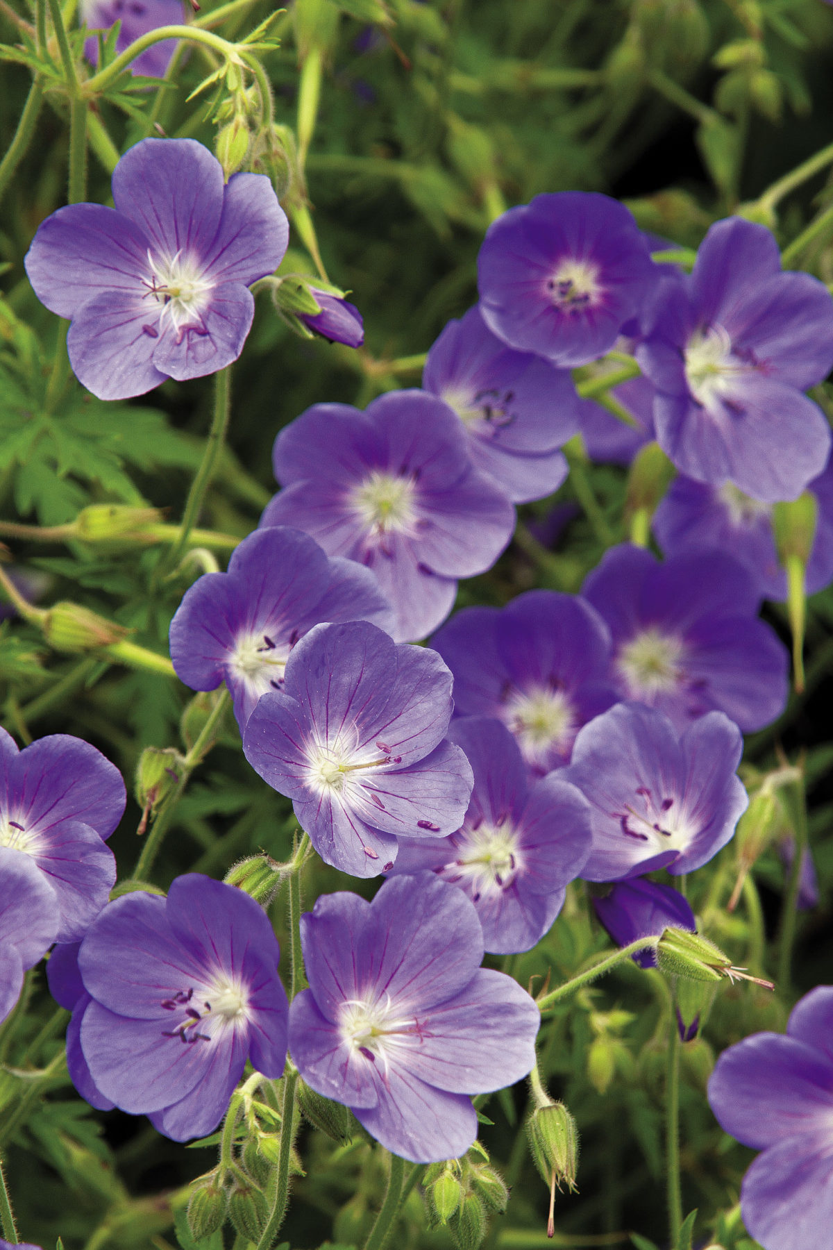 Geraniums: The Best of the Best - Fine Gardening