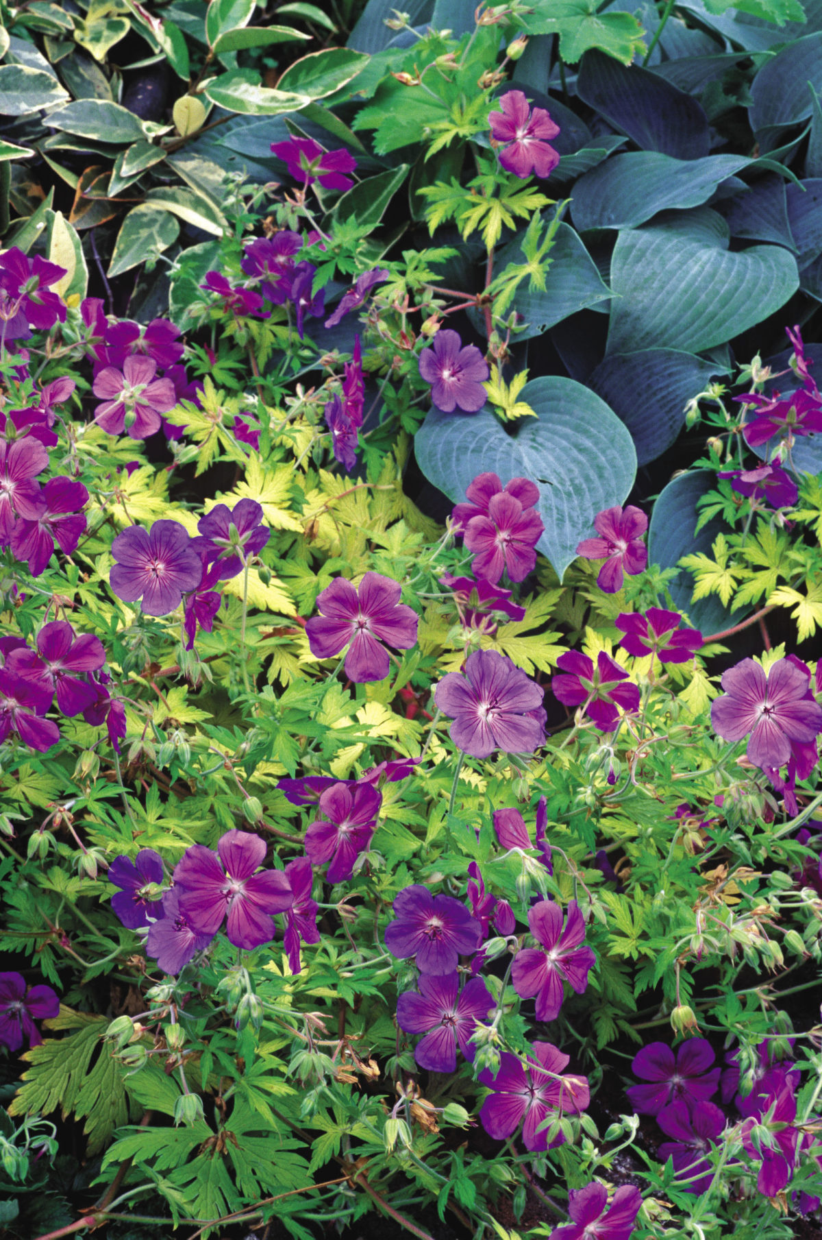 Geraniums: The Best of the Best - Fine Gardening