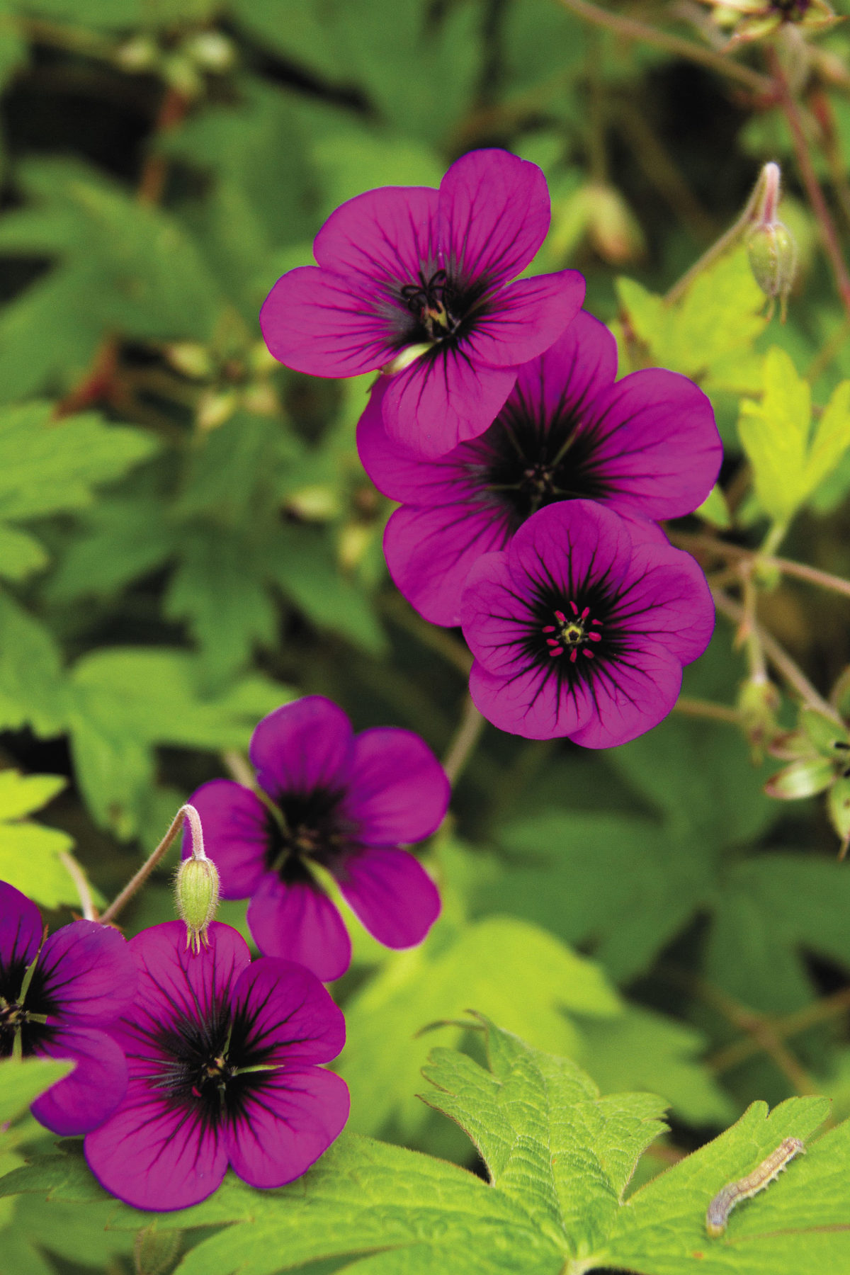 Geraniums: The Best of the Best - Fine Gardening