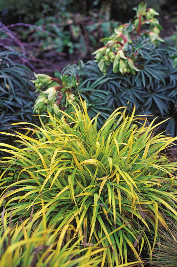 Cinderella Plants: Great Plants that Deserve Recognition - Fine Gardening