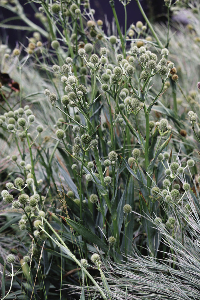 Cinderella Plants: Great Plants that Deserve Recognition - Fine Gardening