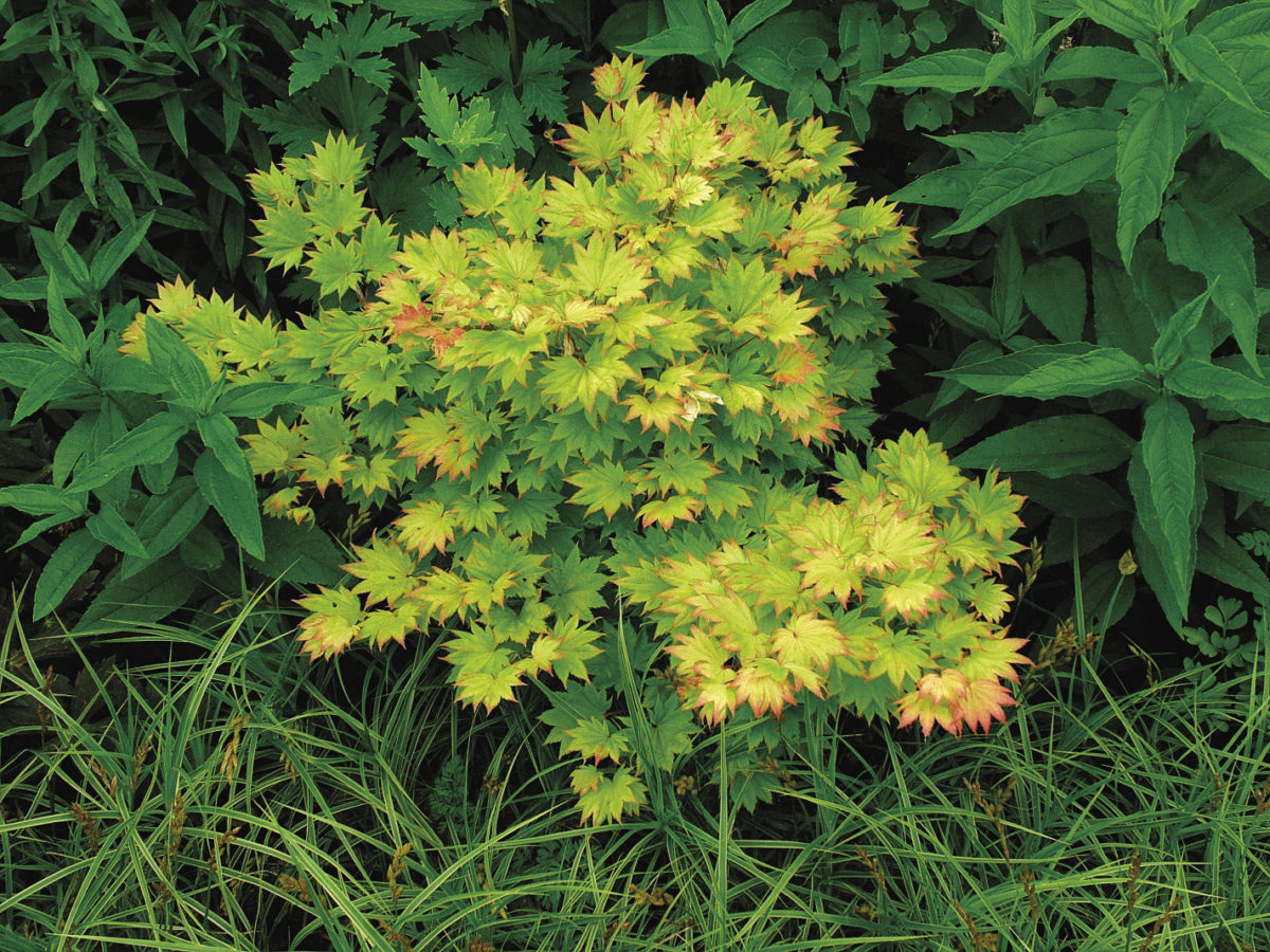 Chartreuse Foliage Makes a Splash - Fine Gardening