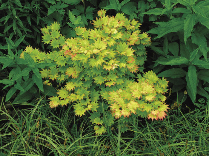 Chartreuse Foliage Makes a Splash - Fine Gardening