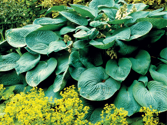 Improved Varieties of Old Favorites - Fine Gardening