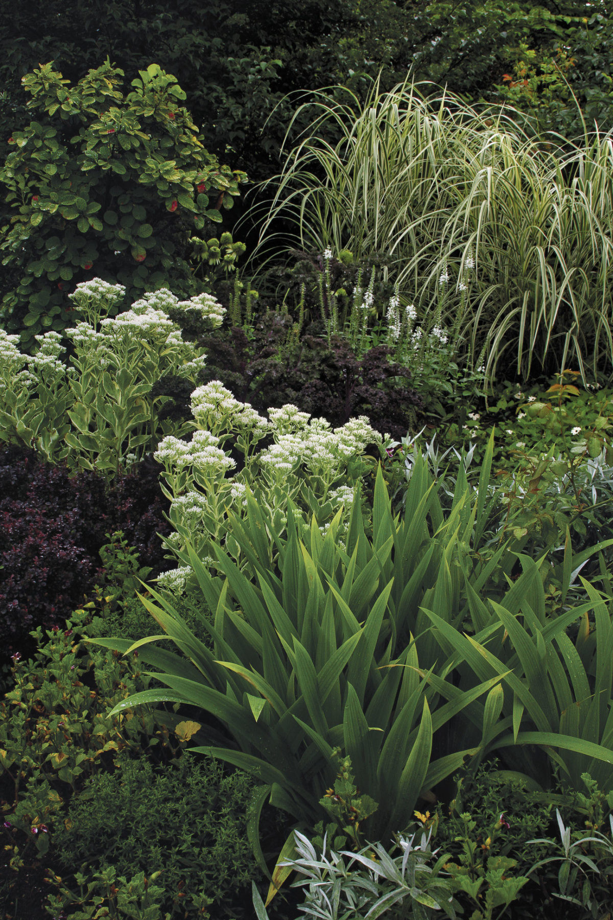 Designing With the Ultimate Color Contrast - Fine Gardening