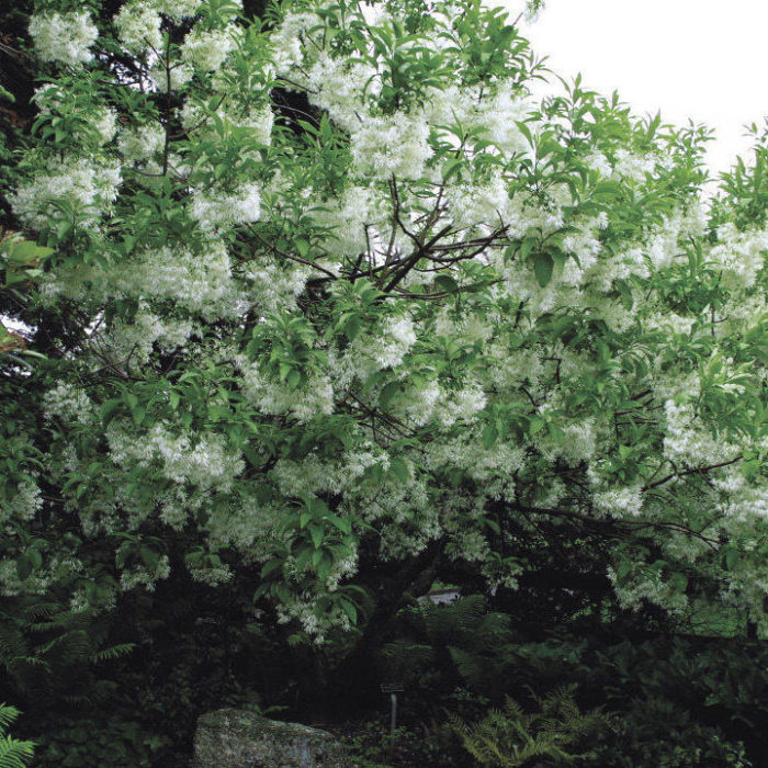 Episode 48: Best Small Trees - Fine Gardening