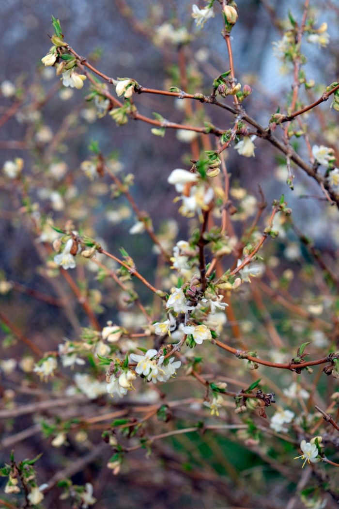 Plants for Early Spring Color - Fine Gardening