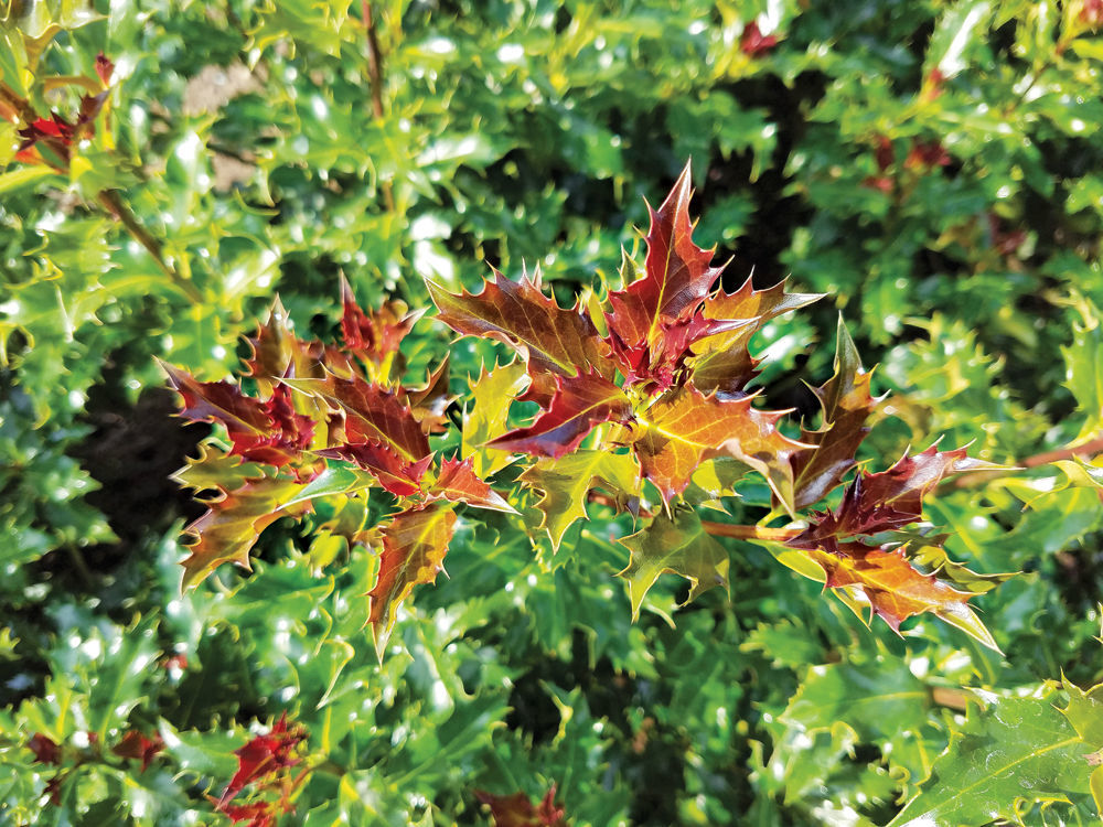 The Best New Plants for 2019 - Fine Gardening