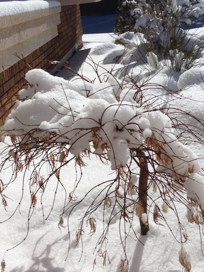 When Spring Goes Bad - Fine Gardening