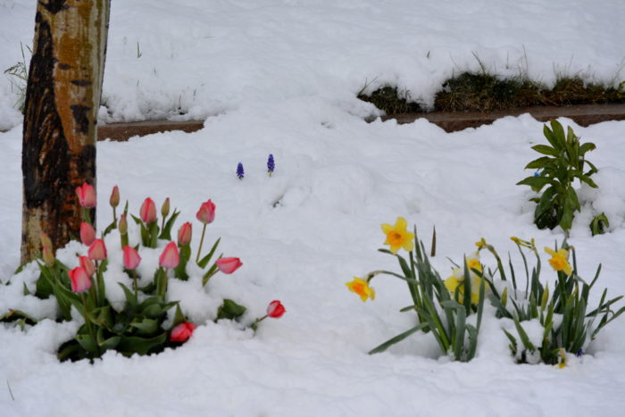When Spring Goes Bad - Fine Gardening