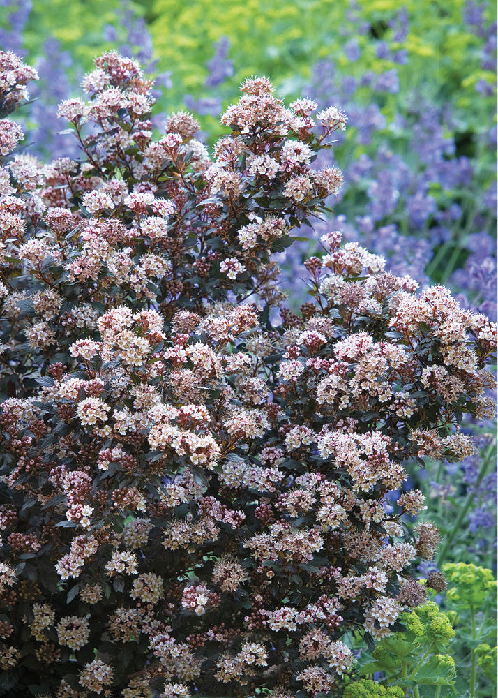 The Best New Plants for 2019 - Fine Gardening