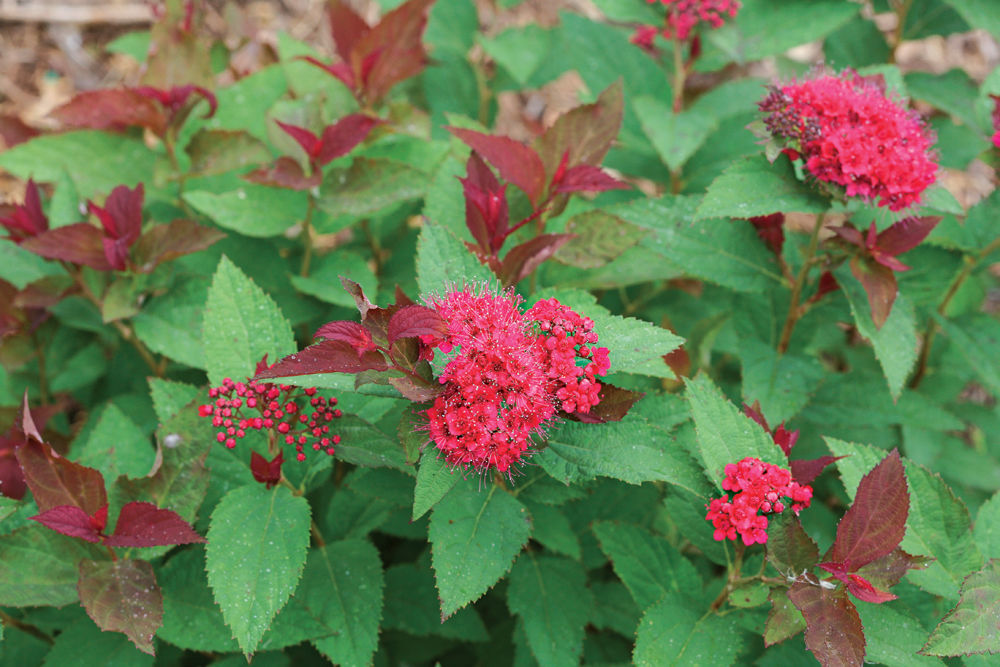 The Best New Plants for 2019 - Fine Gardening