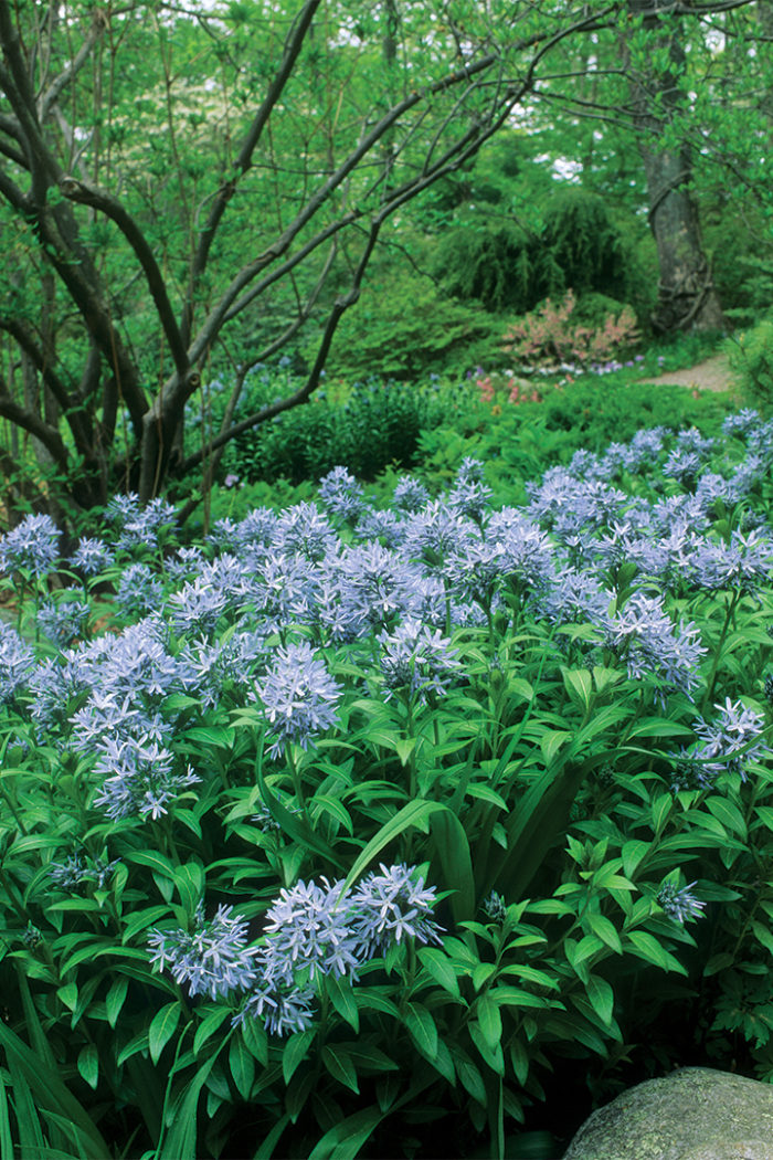 Bluestar: A Native Plant for the Masses - Fine Gardening