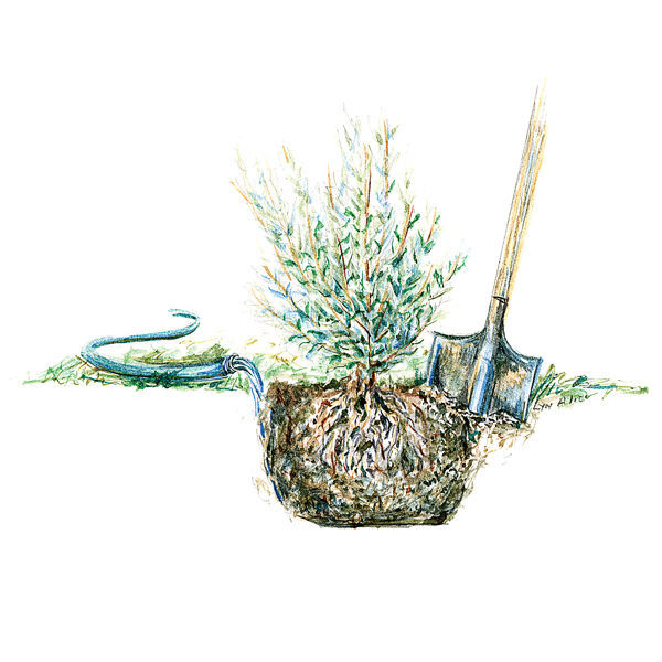 Master the Art of Transplanting - Fine Gardening