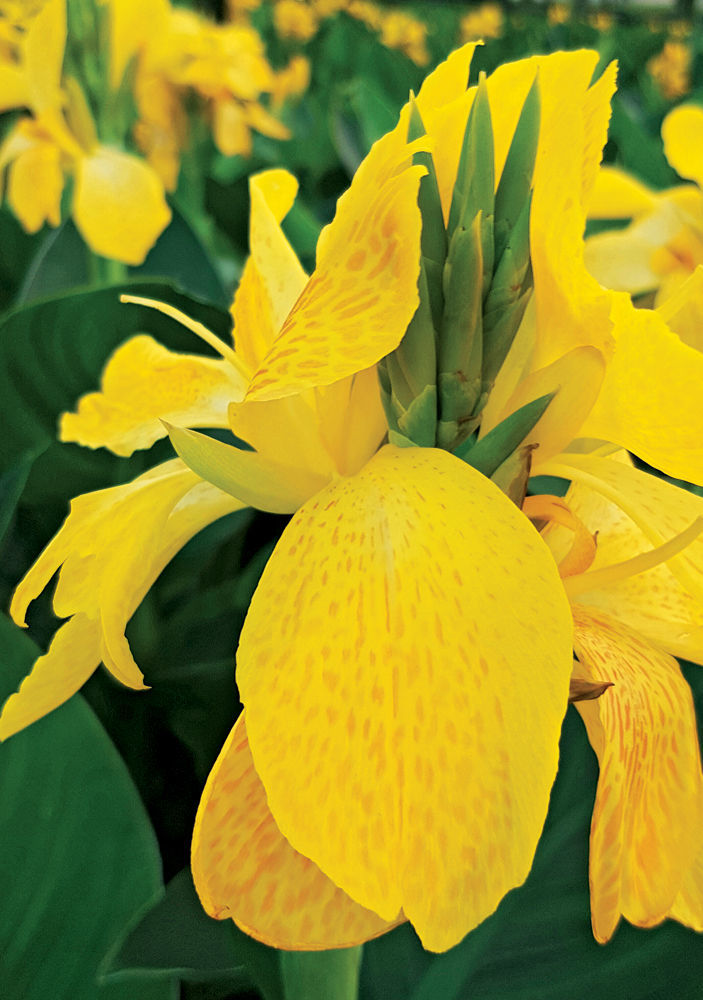 The Best New Plants for 2019 - Fine Gardening