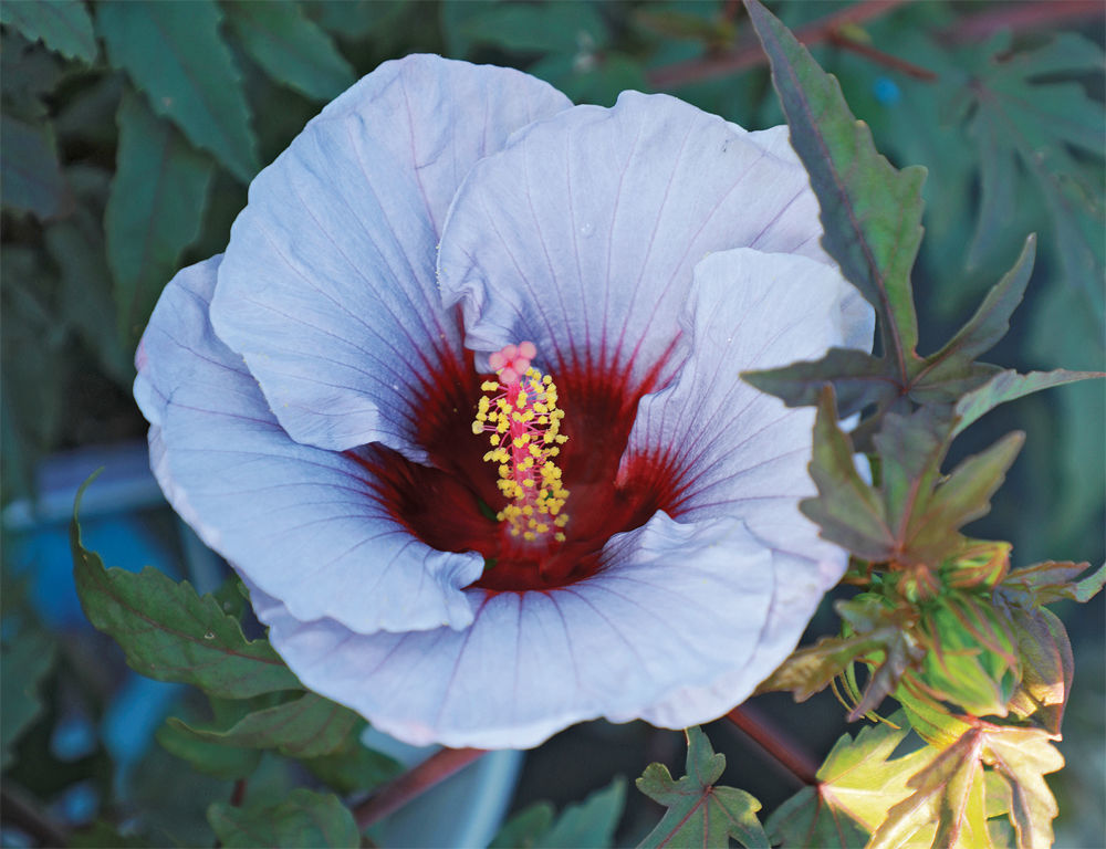 The Best New Plants for 2019 - Fine Gardening