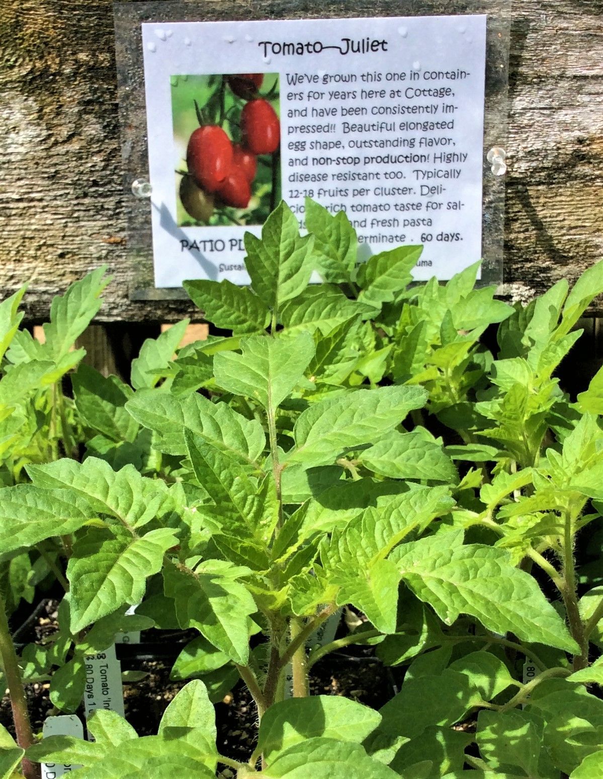 5 Terrific Tomatoes for Northern California - Fine Gardening