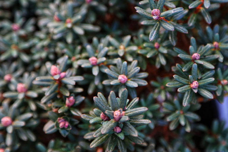 Small-Scale Rhododendrons for Year-Round Interest - Fine Gardening