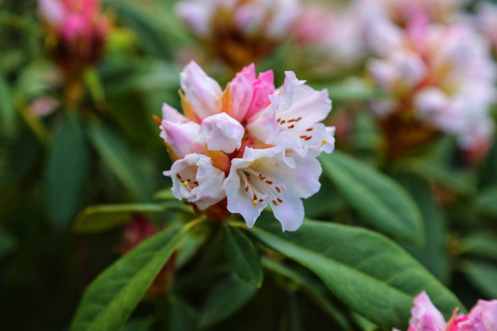 Small-Scale Rhododendrons for Year-Round Interest - Fine Gardening