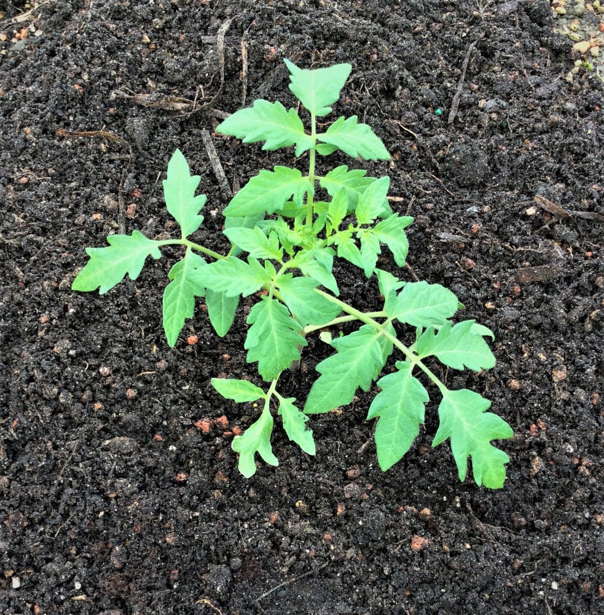 5 Terrific Tomatoes for Northern California - Fine Gardening