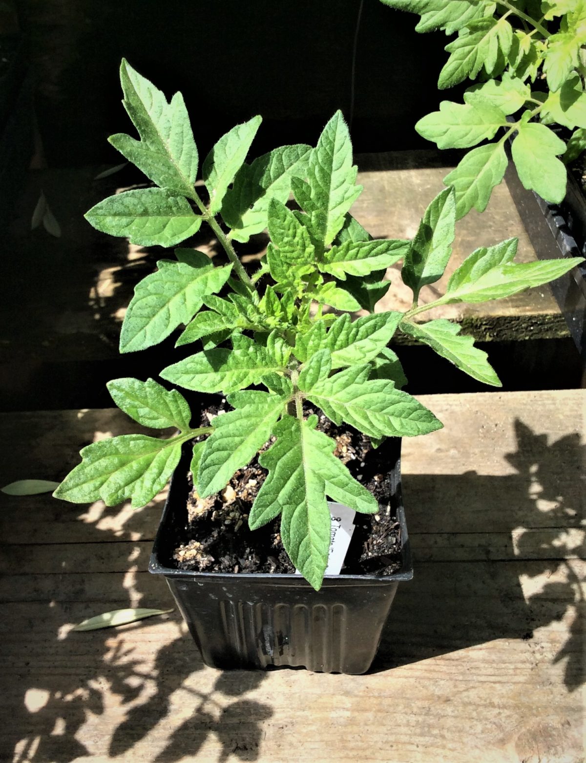 5 Terrific Tomatoes for Northern California - Fine Gardening
