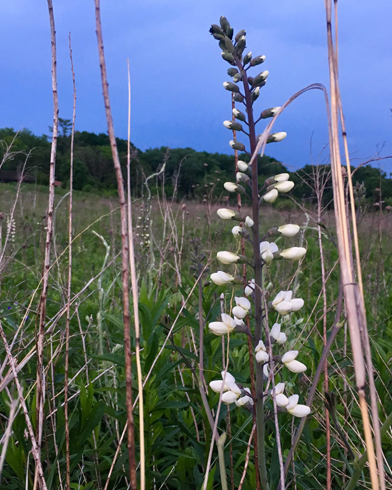 A Tough Yet Beautiful Native Plant: White False Indigo - Fine Gardening