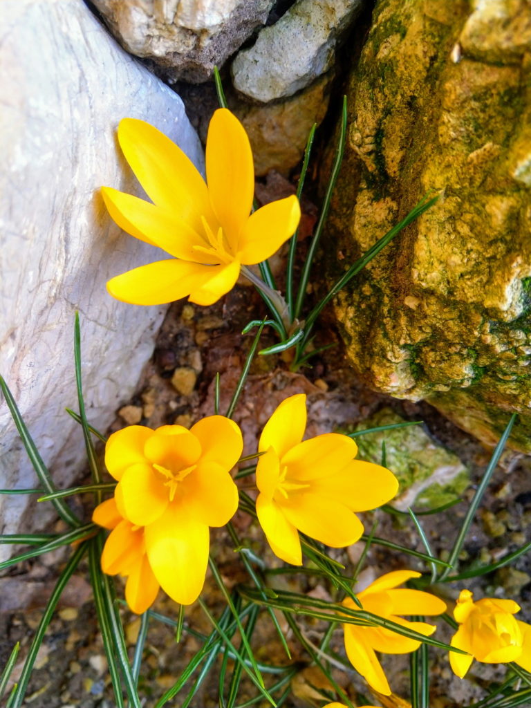 Celebrating Spring Bulbs - Fine Gardening