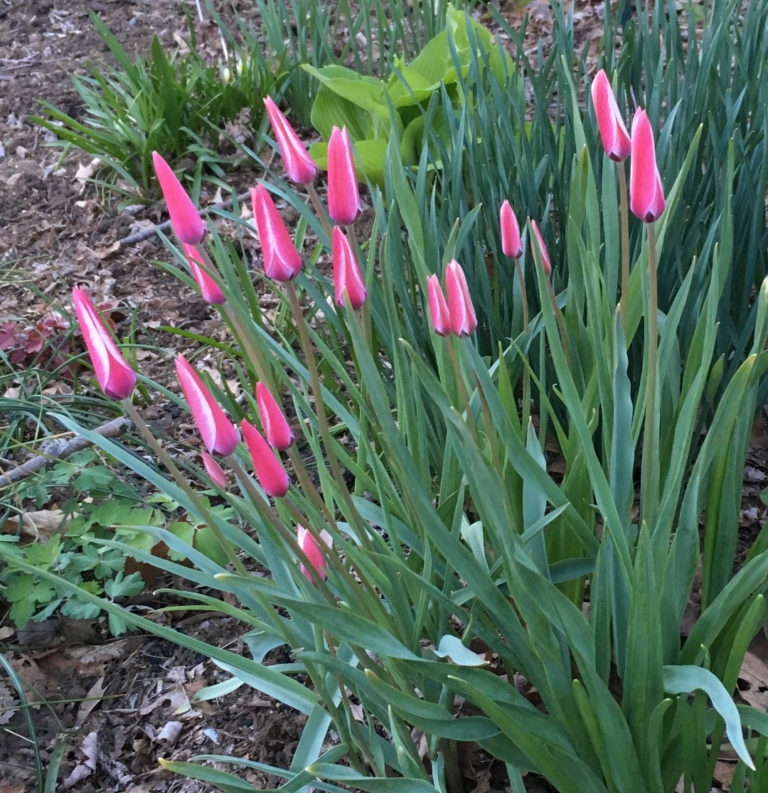 Peppermint Tulips and More - Fine Gardening