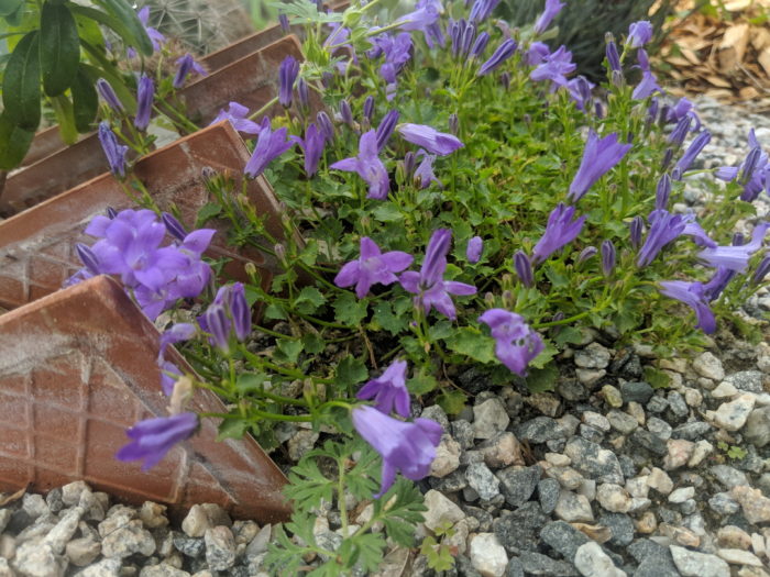 What April Showers Bring - Fine Gardening