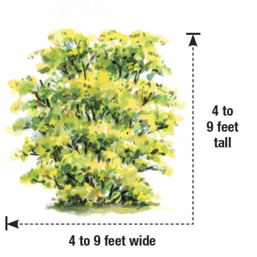 9 Great Shrubs for Shade - Fine Gardening