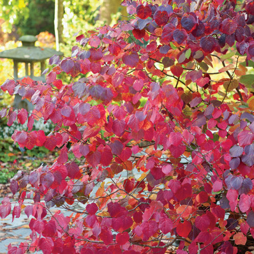 Better Versions of Classic Plants - Fine Gardening