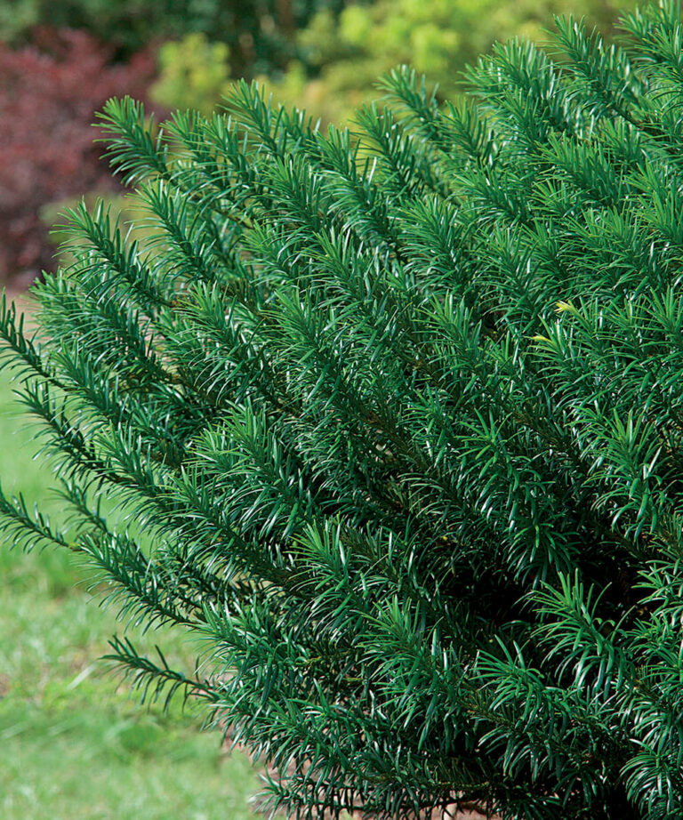 Regional Picks: Shrubs for Shade - Southern Plains - Fine Gardening